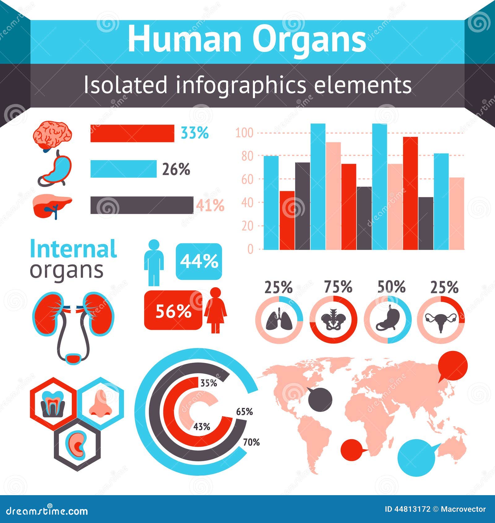 Human organs infographic stock vector. Illustration of lungs - 44813172