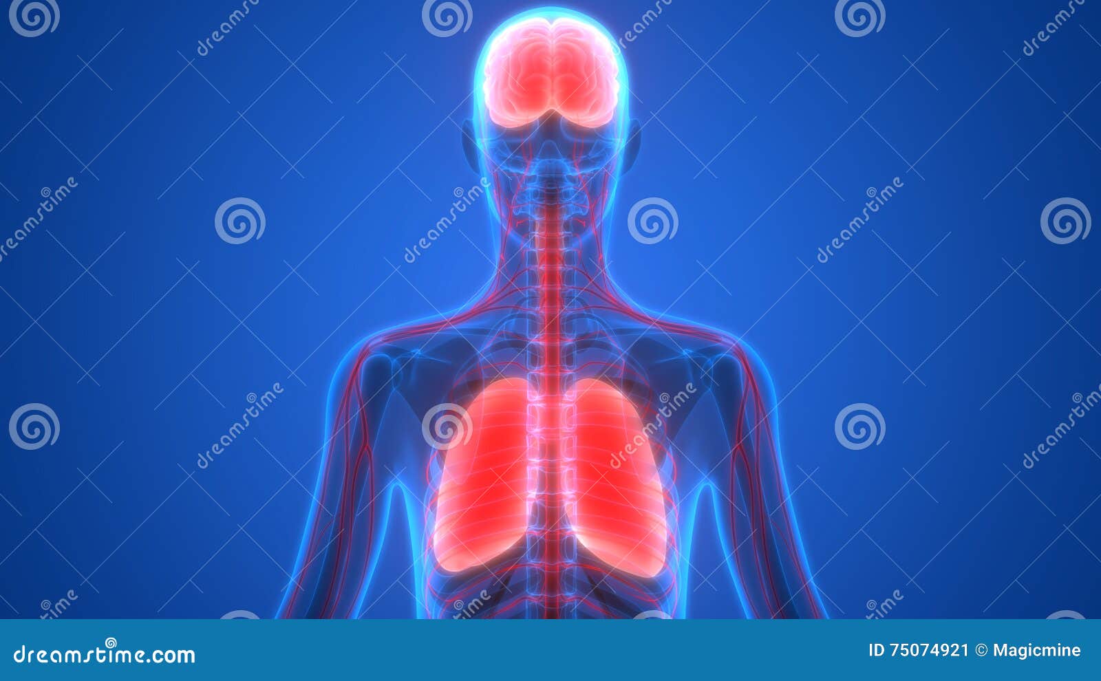 Human Organs Lungs and Brain with Nervous System Anatomy Stock ...