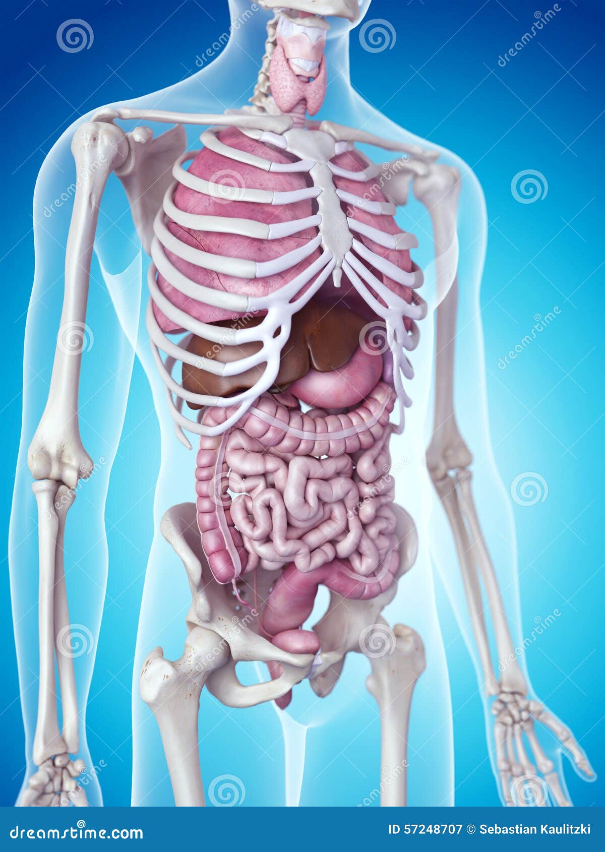 The human organs stock illustration. Illustration of rendering - 57248707