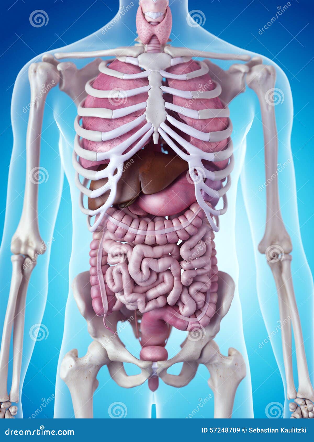 The human organs stock illustration. Illustration of digestive - 57248709