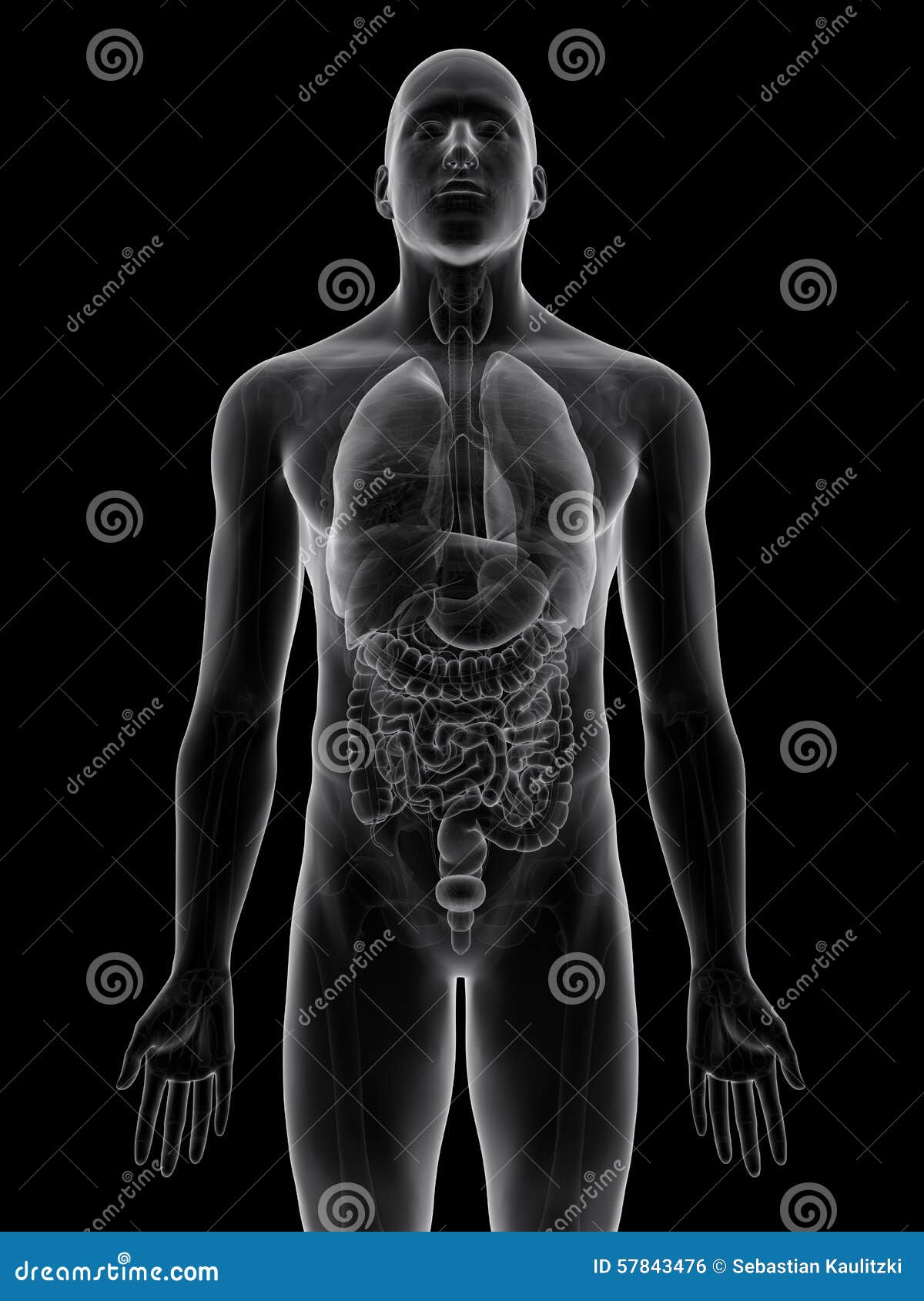 The human organs stock illustration. Illustration of graphic - 57843476