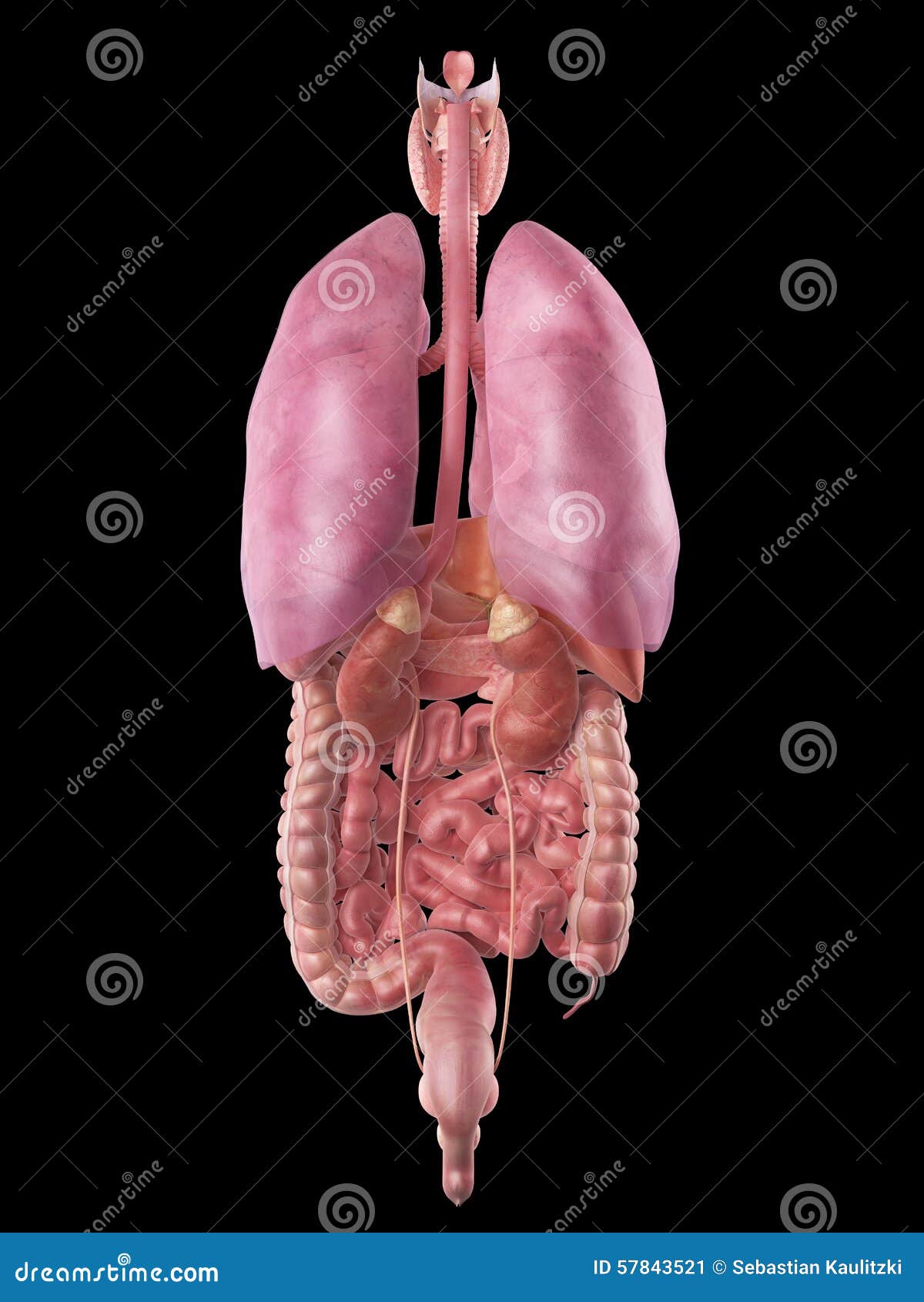 The human organs stock illustration. Illustration of science - 57843521