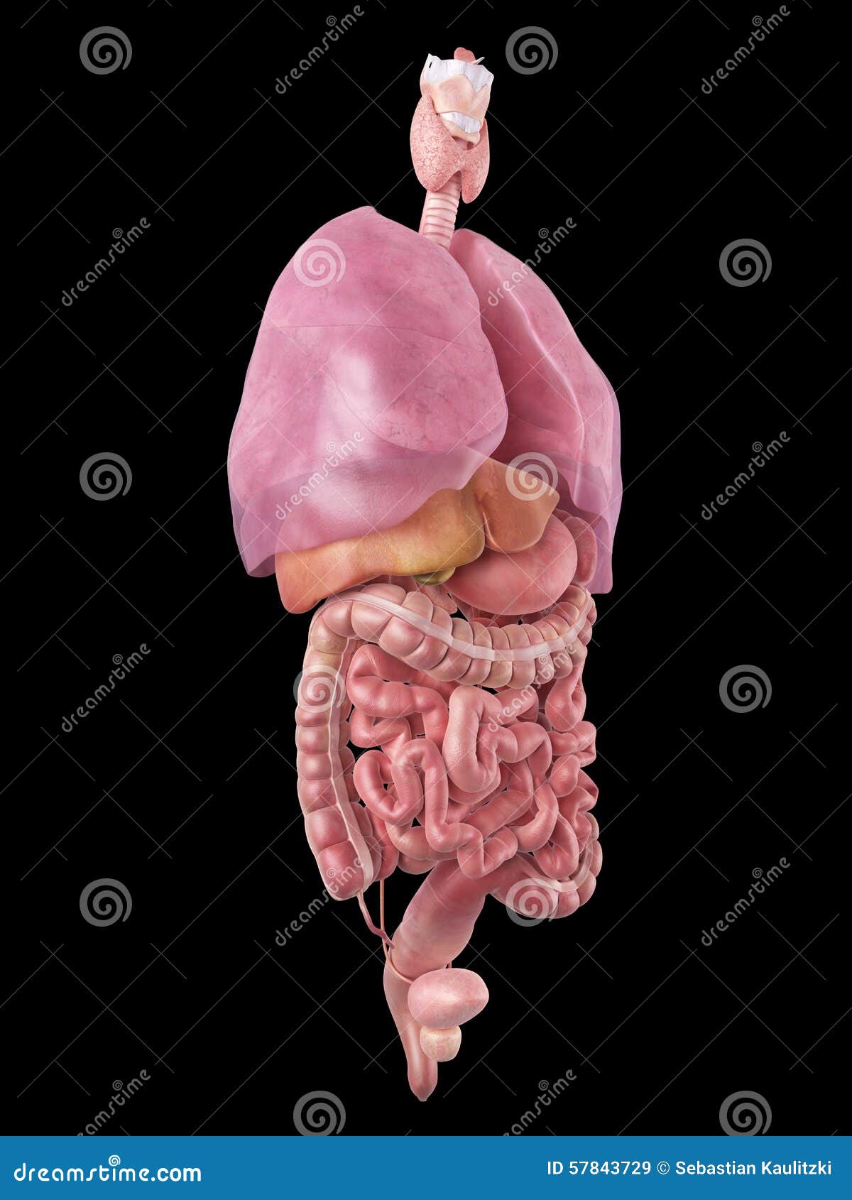 The human organs stock illustration. Illustration of health - 57843729