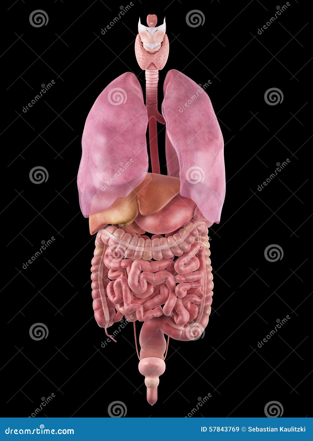 The human organs stock illustration. Illustration of anatomical - 57843769