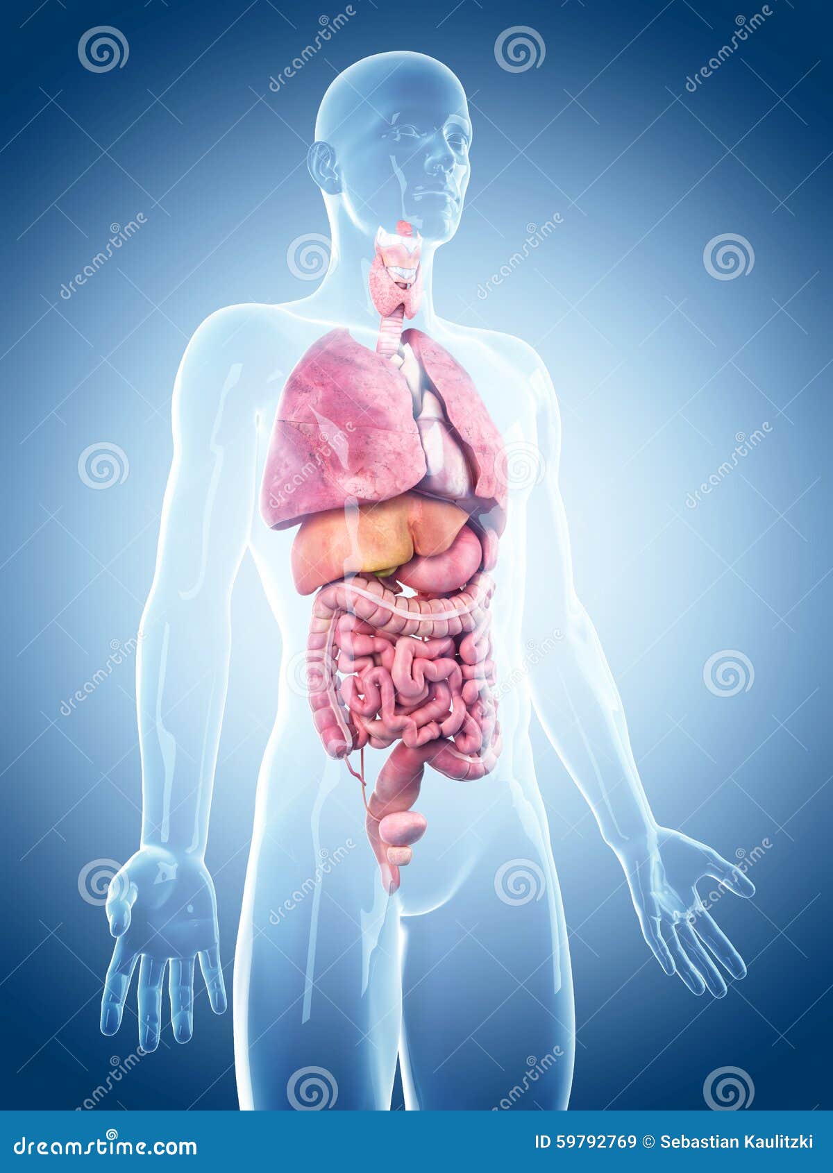 The human organs stock illustration. Illustration of biology - 59792769