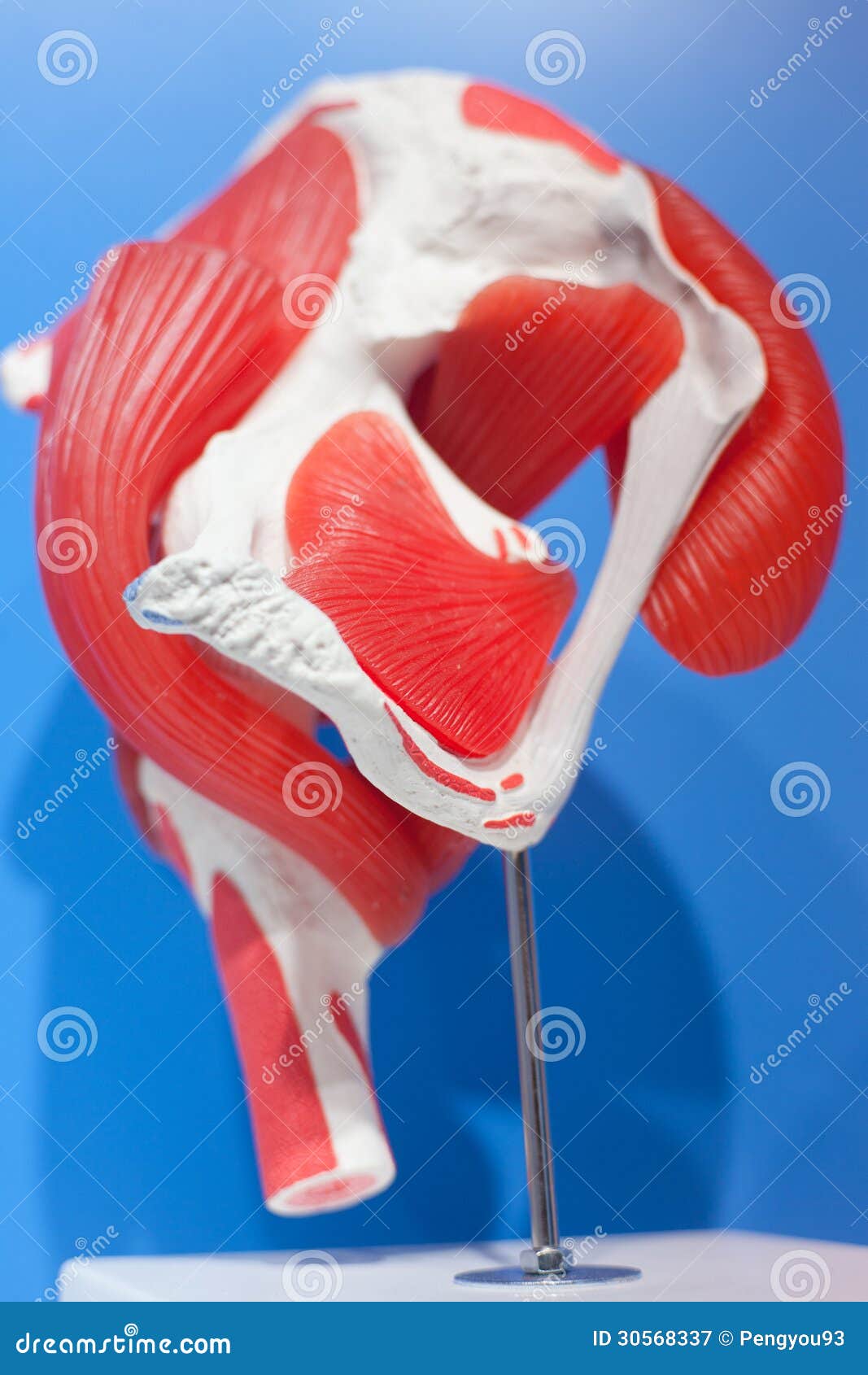 Human Organs, Muscle Tissue Model Stock Image - Image of organs ...