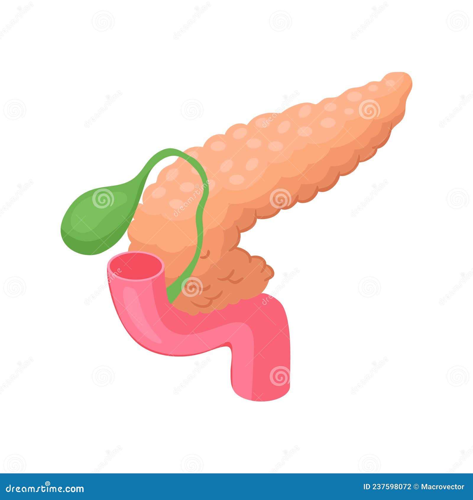 Pancrea Cartoons, Illustrations & Vector Stock Images - 30 Pictures to ...