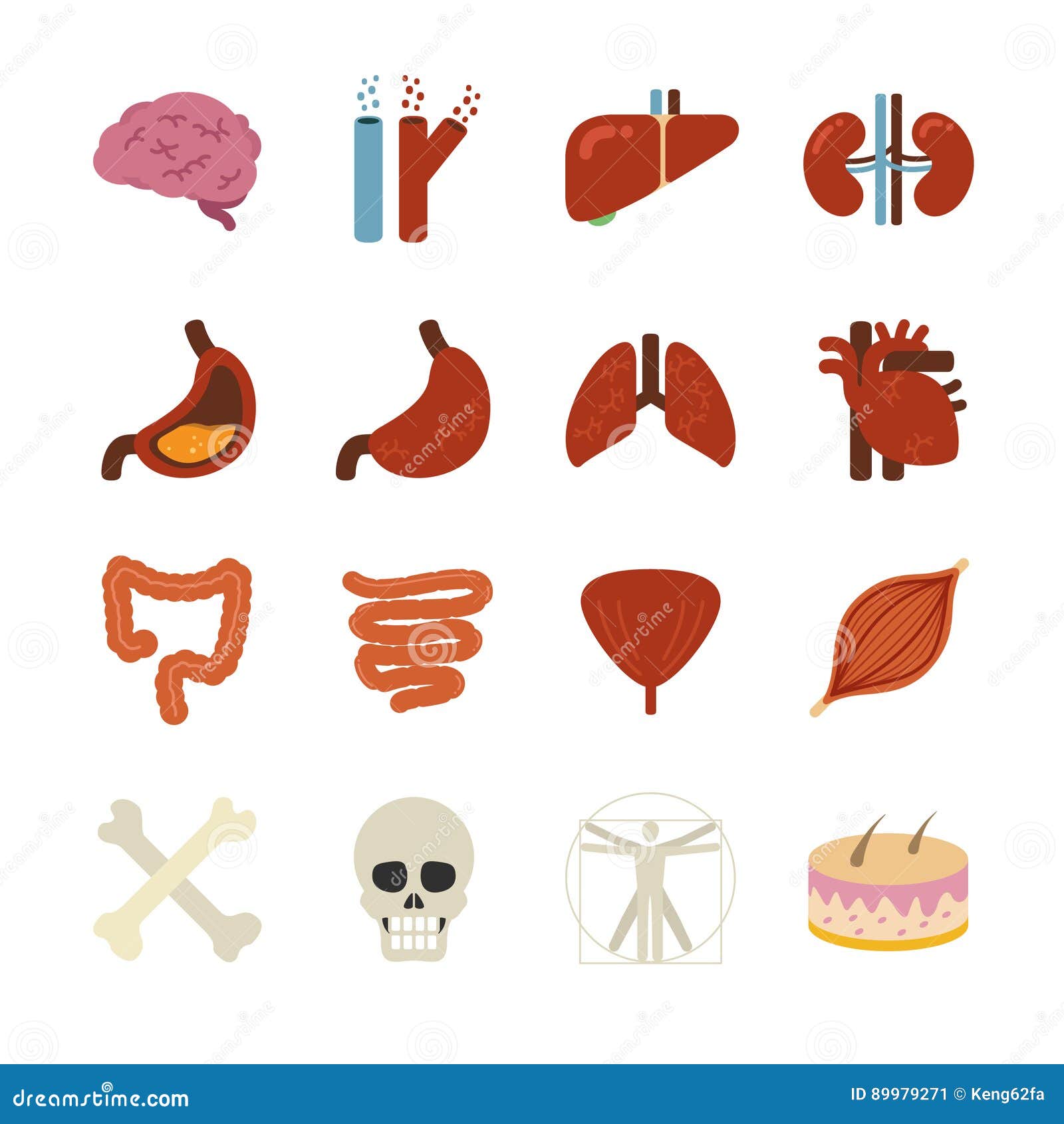 Human organs Red stock vector. Illustration of bones - 89979271
