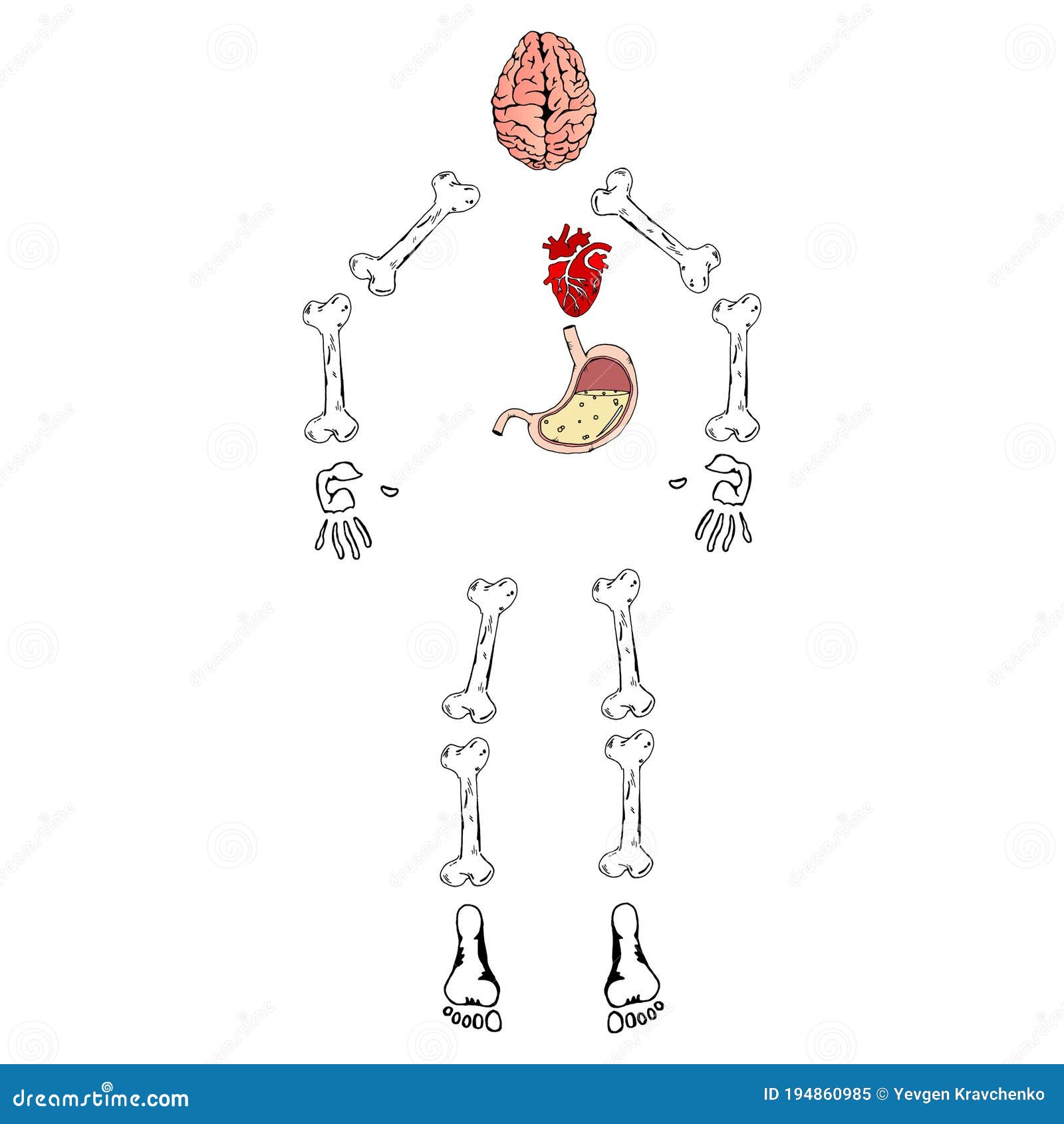 Brain Heart Skeleton Stock Illustrations – 1,461 Brain Heart Skeleton ...