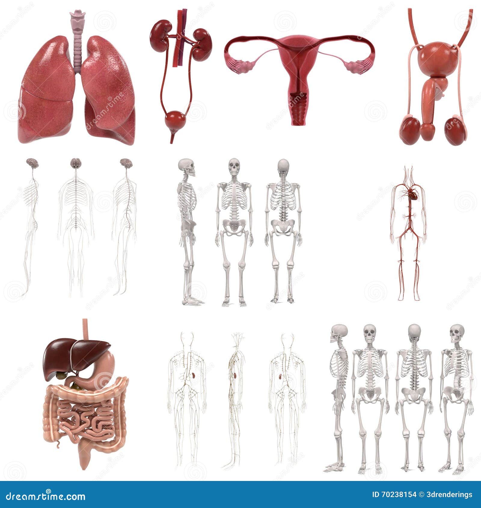 Human organs set stock illustration. Illustration of system - 70238154