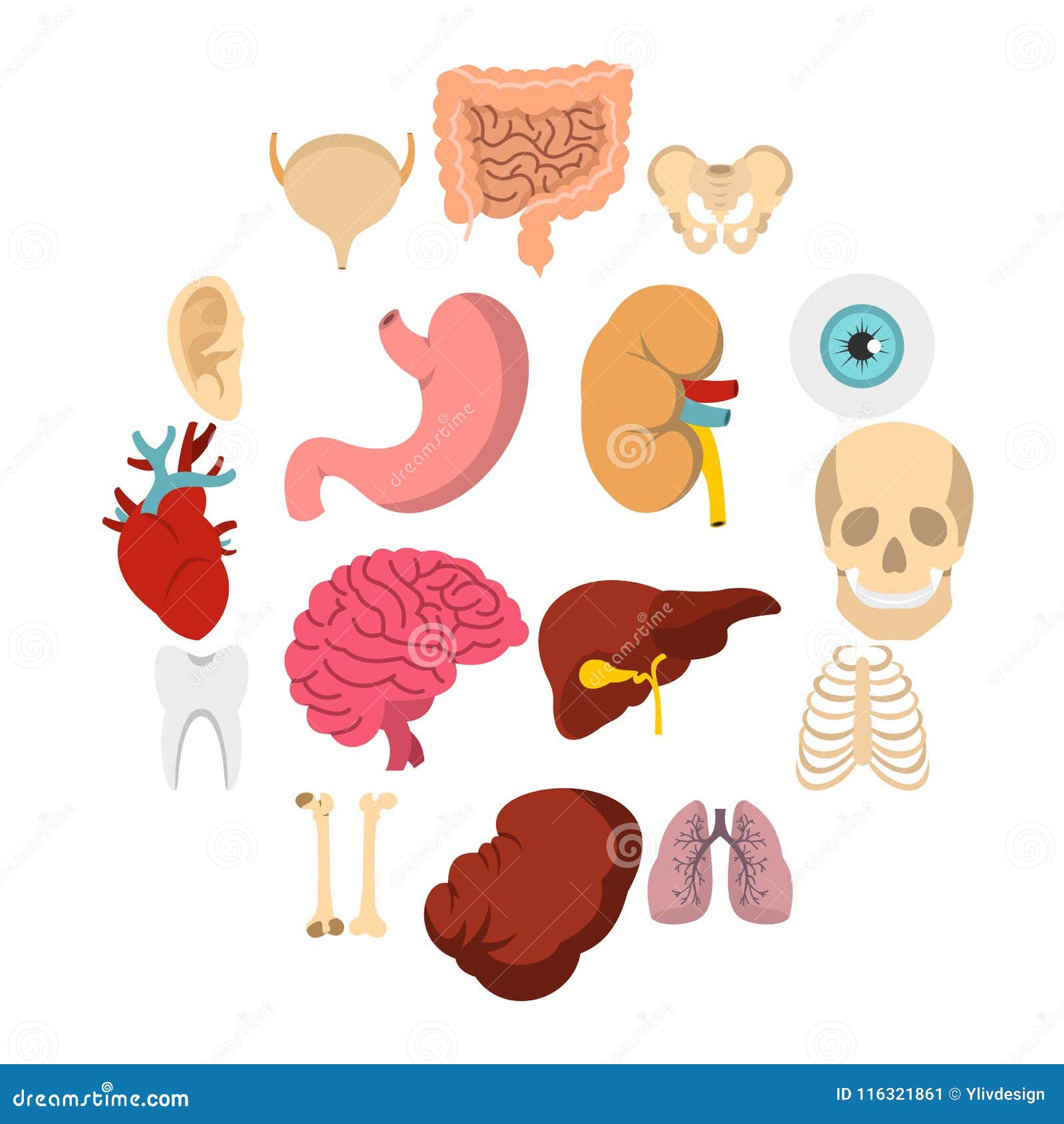Human Organs Set Flat Icons Stock Vector - Illustration of medicine ... Human Organs Set Flat Icons Stock Vector - Illustration of medicine ...