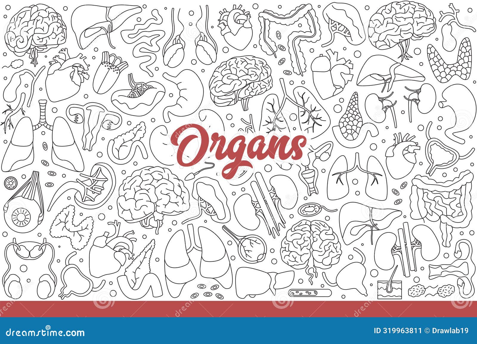 Human Organs To Study Anatomy And Physiology Or Identify Causes Health ...