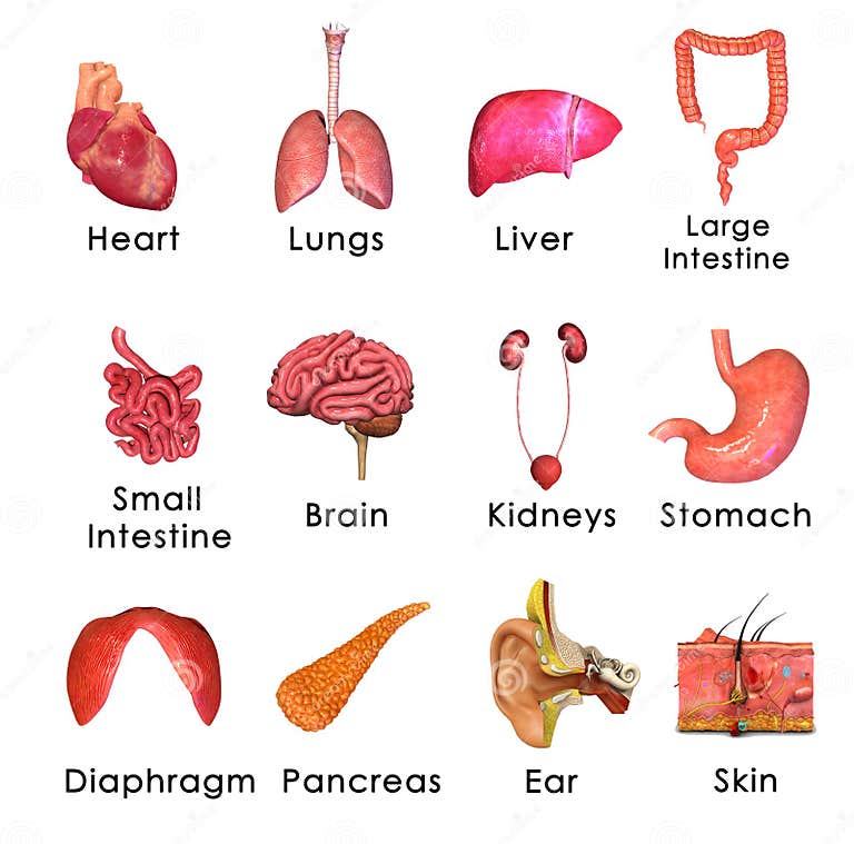 Human Organs stock illustration. Illustration of bile - 48738737
