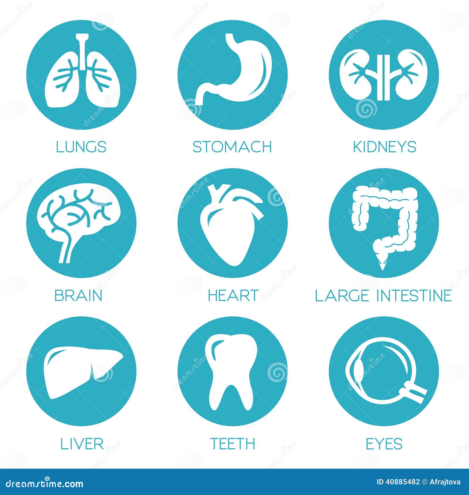 Human Organs stock vector. Illustration of anatomy, biology - 40885482