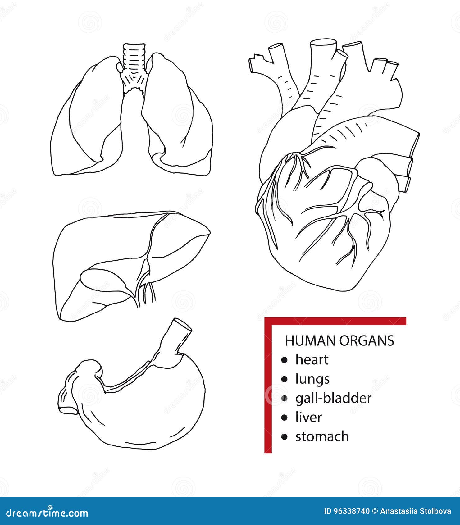 Human Organs, Vector Illustration Stock Vector - Illustration of ...