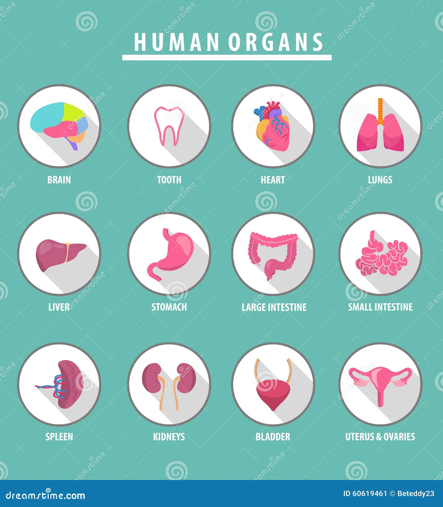How The Bladder Works. The Bladder Muscles Contract While The Sphincter ...