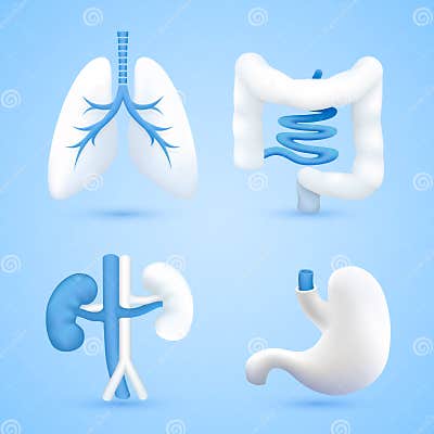 Human Organs on a White Background Blue Objects. Stock Vector ...