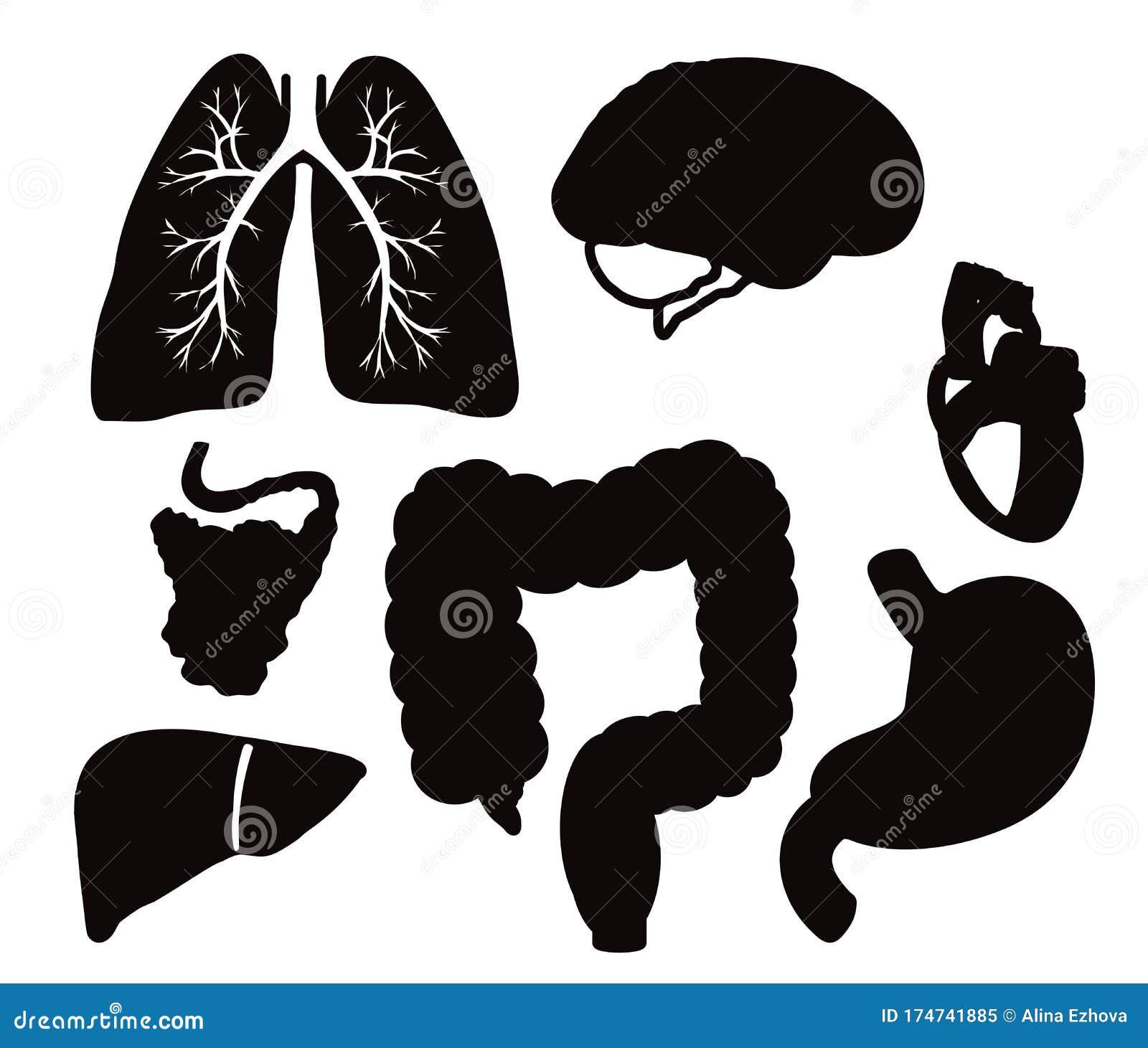 Human Organs on a White Background. Symbol. Vector. Stock Vector ...