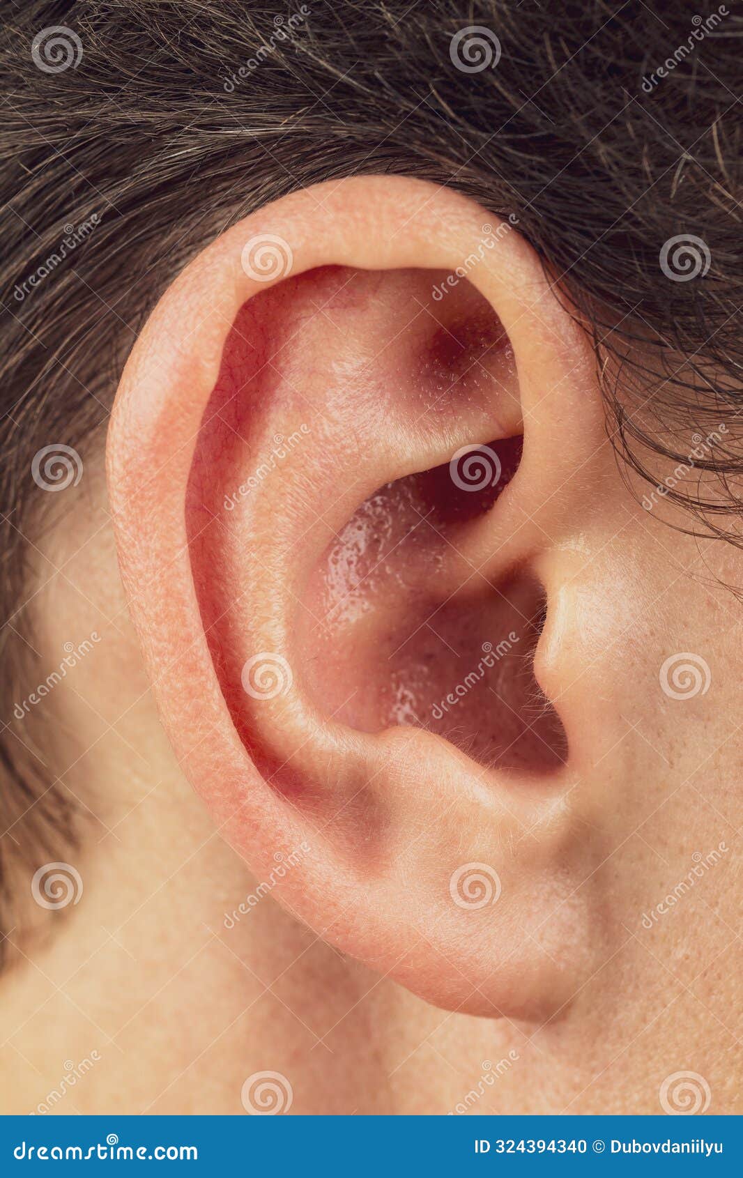 Human Outer Ear, Structure of the Auricle, External Auditory Canal ...