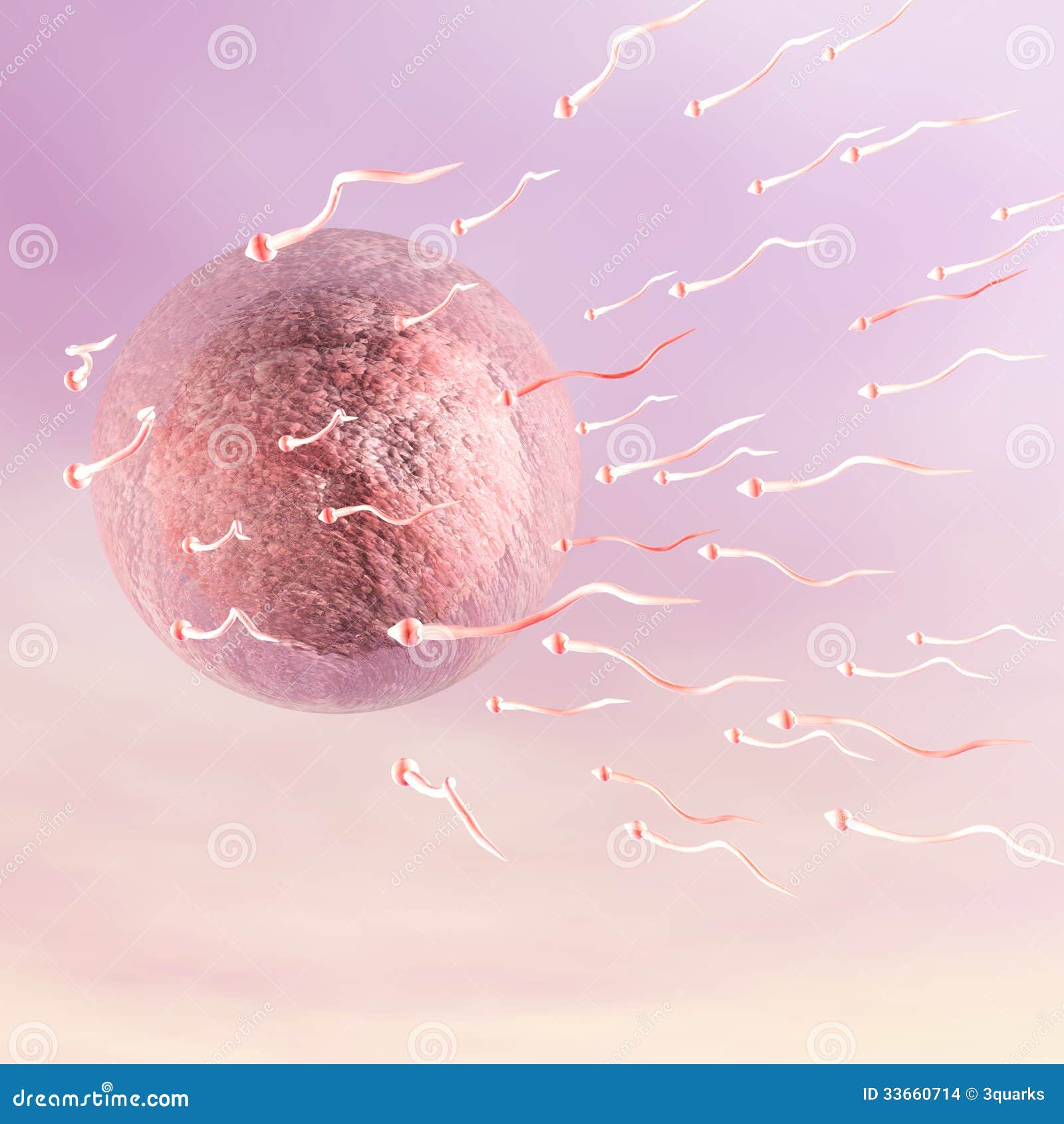 Human Ovum stock illustration. Illustration of cells - 33660714