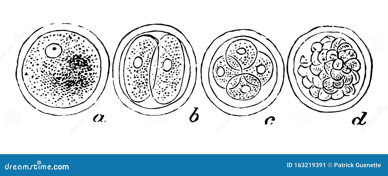 The Human Ovum Undergoing Segmentation, Vintage Illustration Stock ...