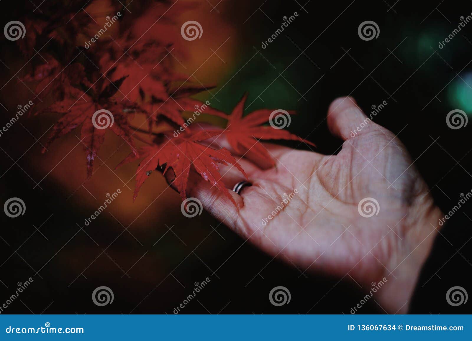 Hand with leaf stock photo. Image of macro, palm, closeup - 136067634