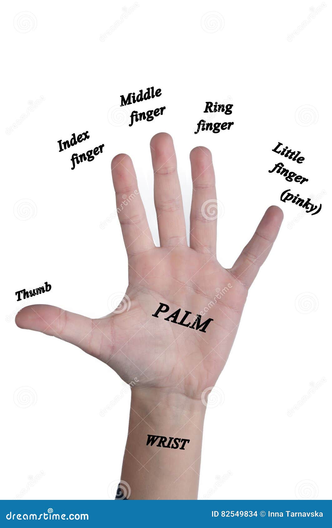 Human Palm and Titles of Fingers. Isolated Stock Photo - Image of ...