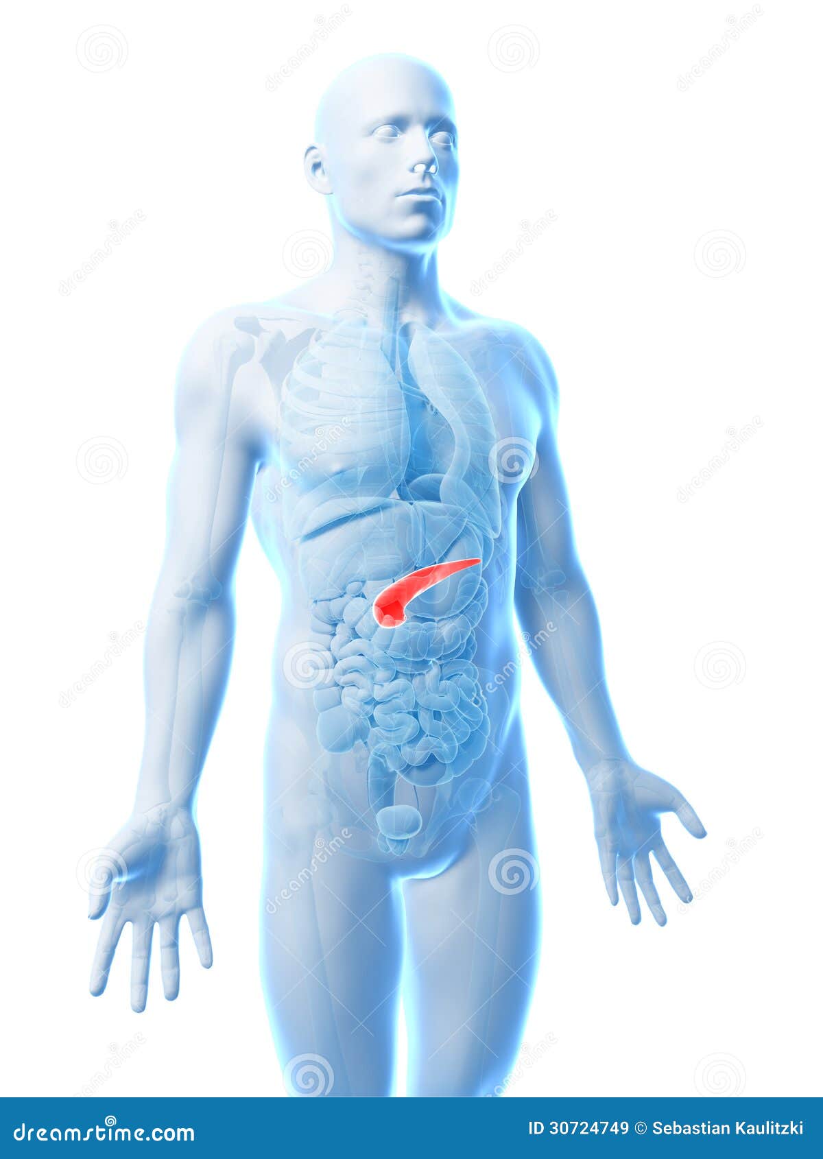 Human Pancreas Anatomy Cross Section Illustrating The Organ And ...