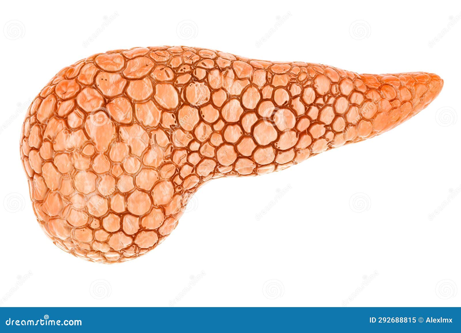 Human Pancreas Stock Illustration | CartoonDealer.com #10333096