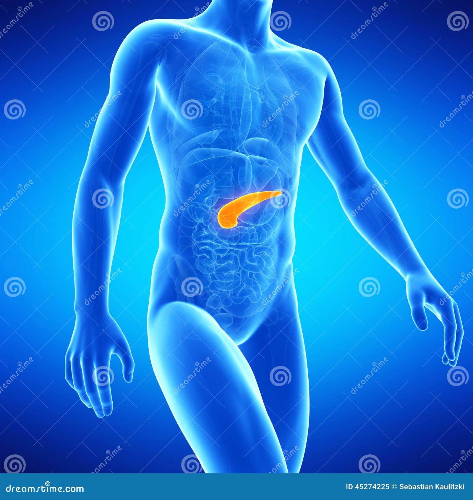 Human Pancreas