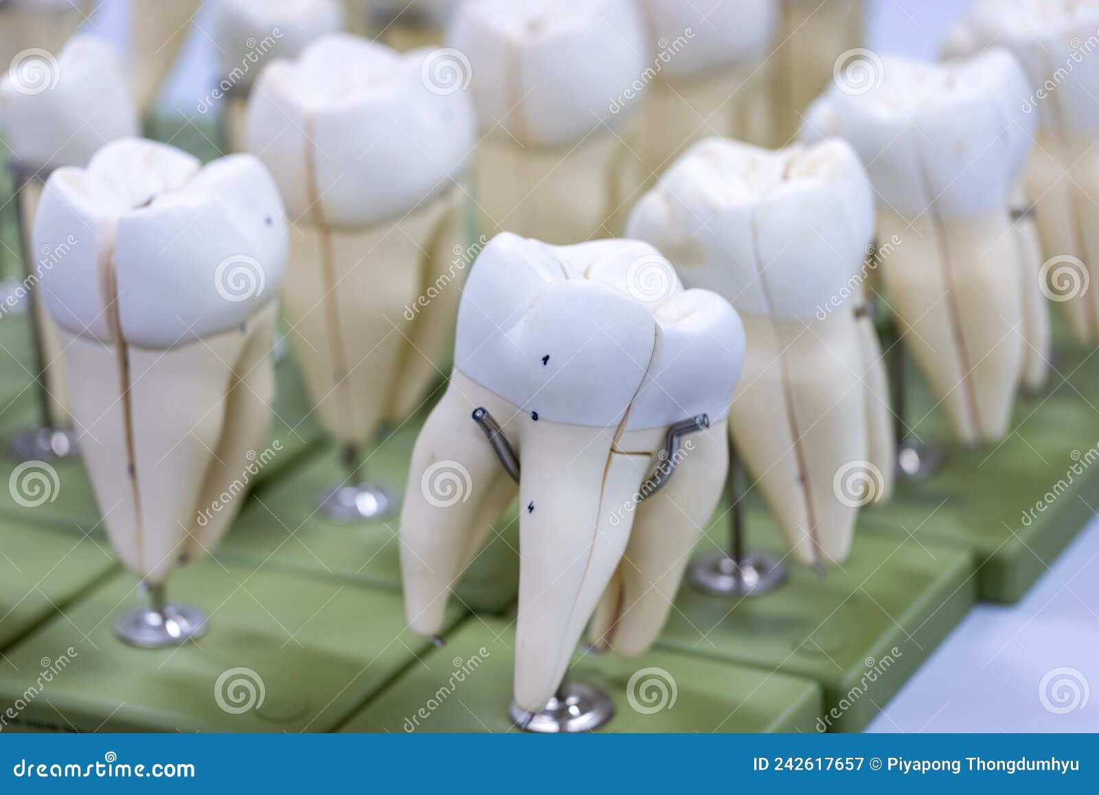 Human Parts Model in Science Lab. Stock Image - Image of disease ...
