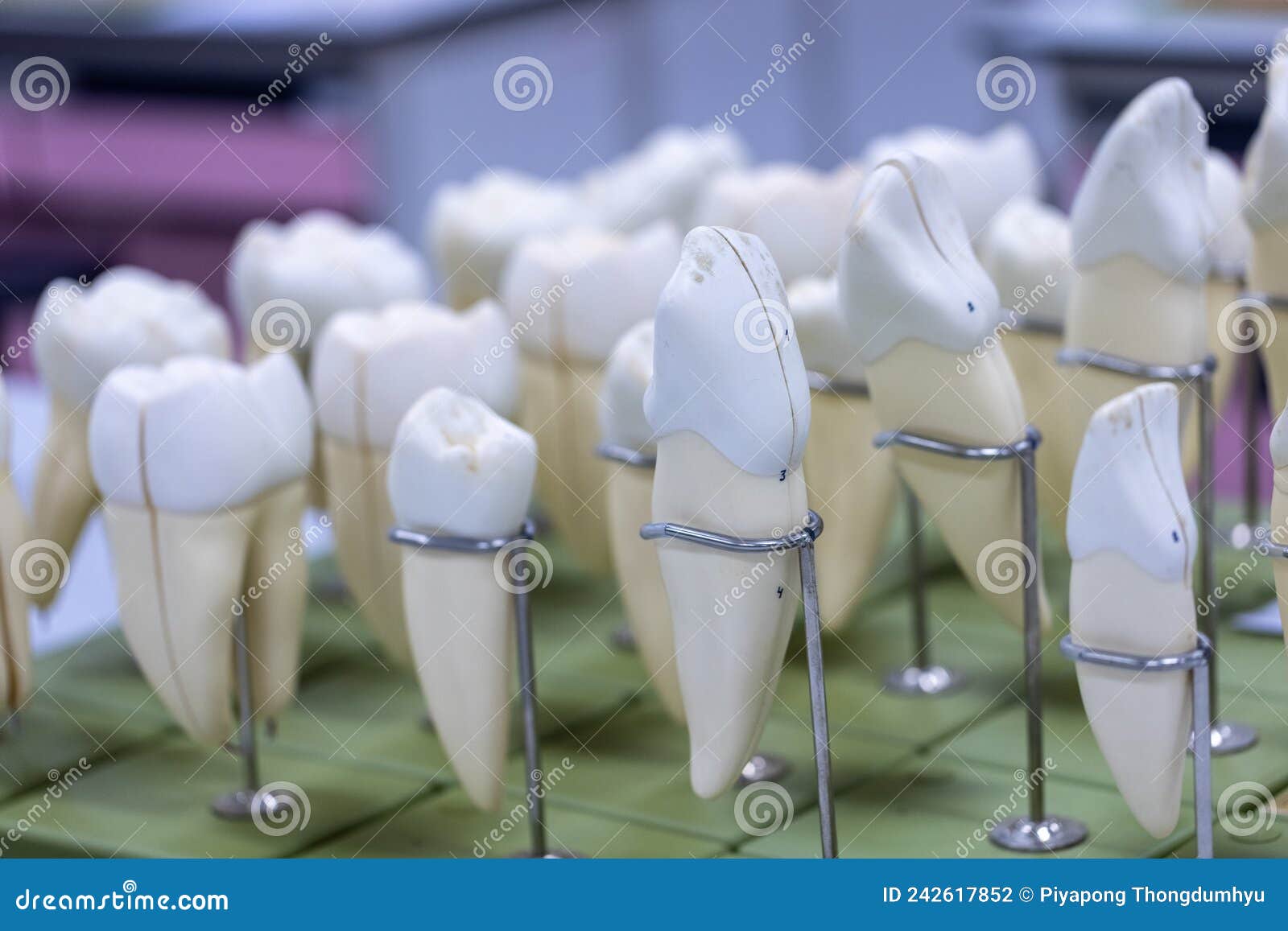 Human Parts Model in Science Lab. Stock Photo - Image of education ...