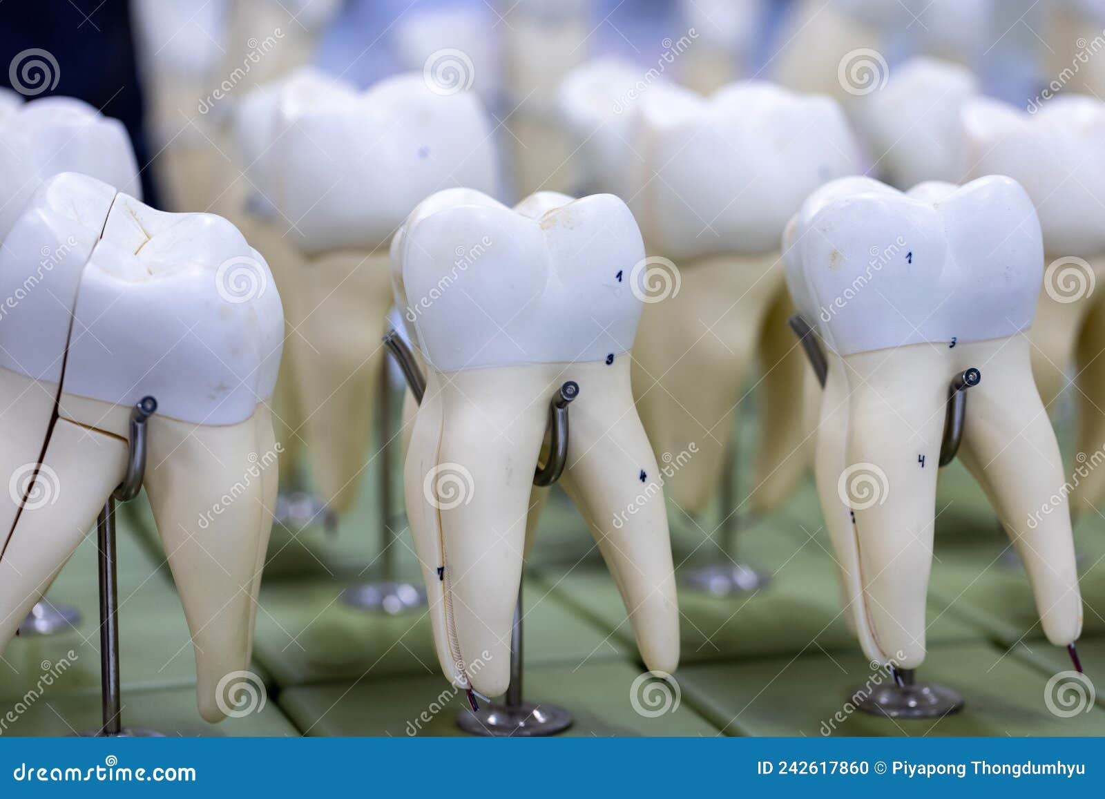 Human Parts Model in Science Lab. Stock Photo - Image of anatomical ...