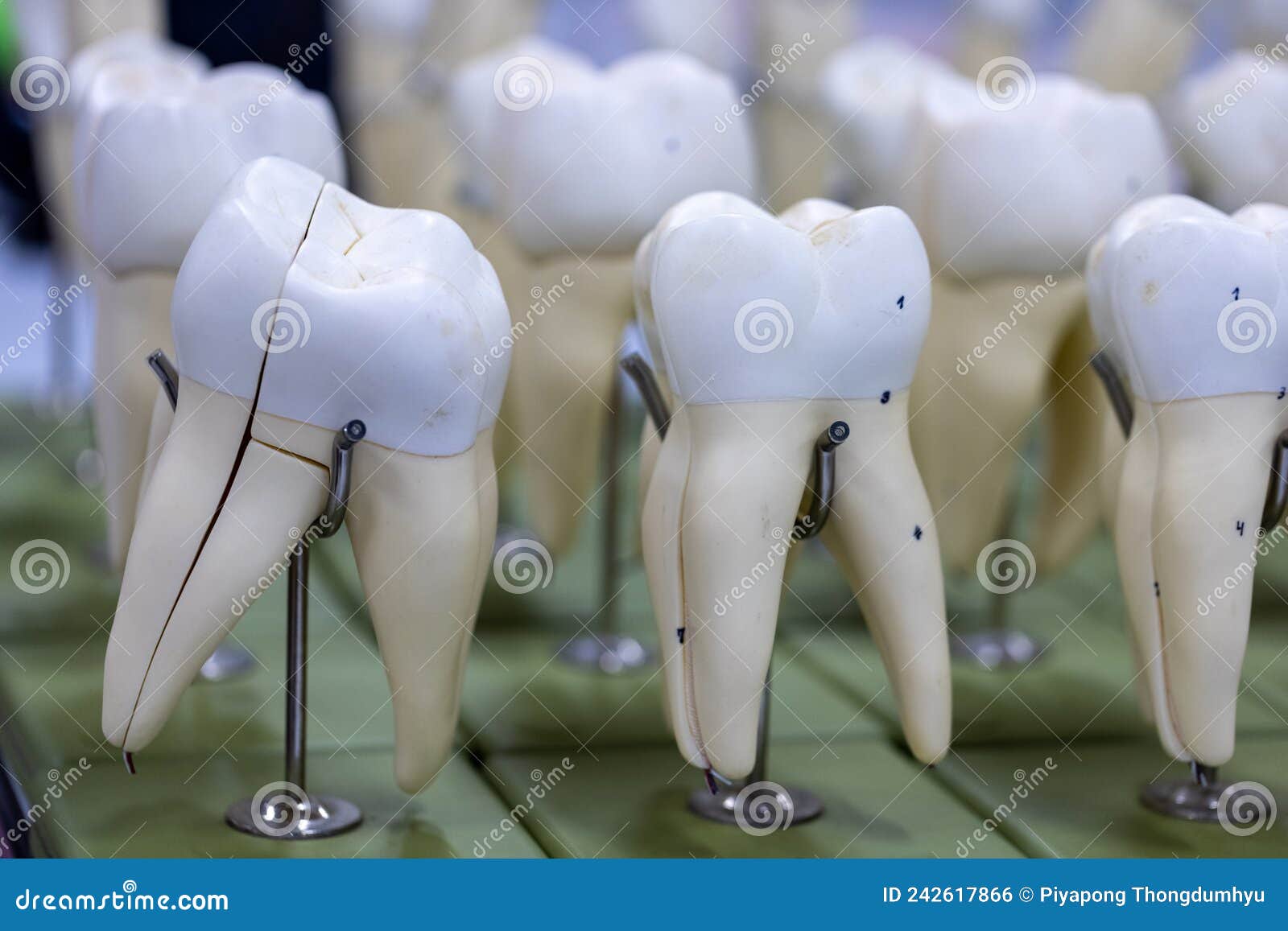 Human Parts Model in Science Lab. Stock Photo - Image of anatomy ...