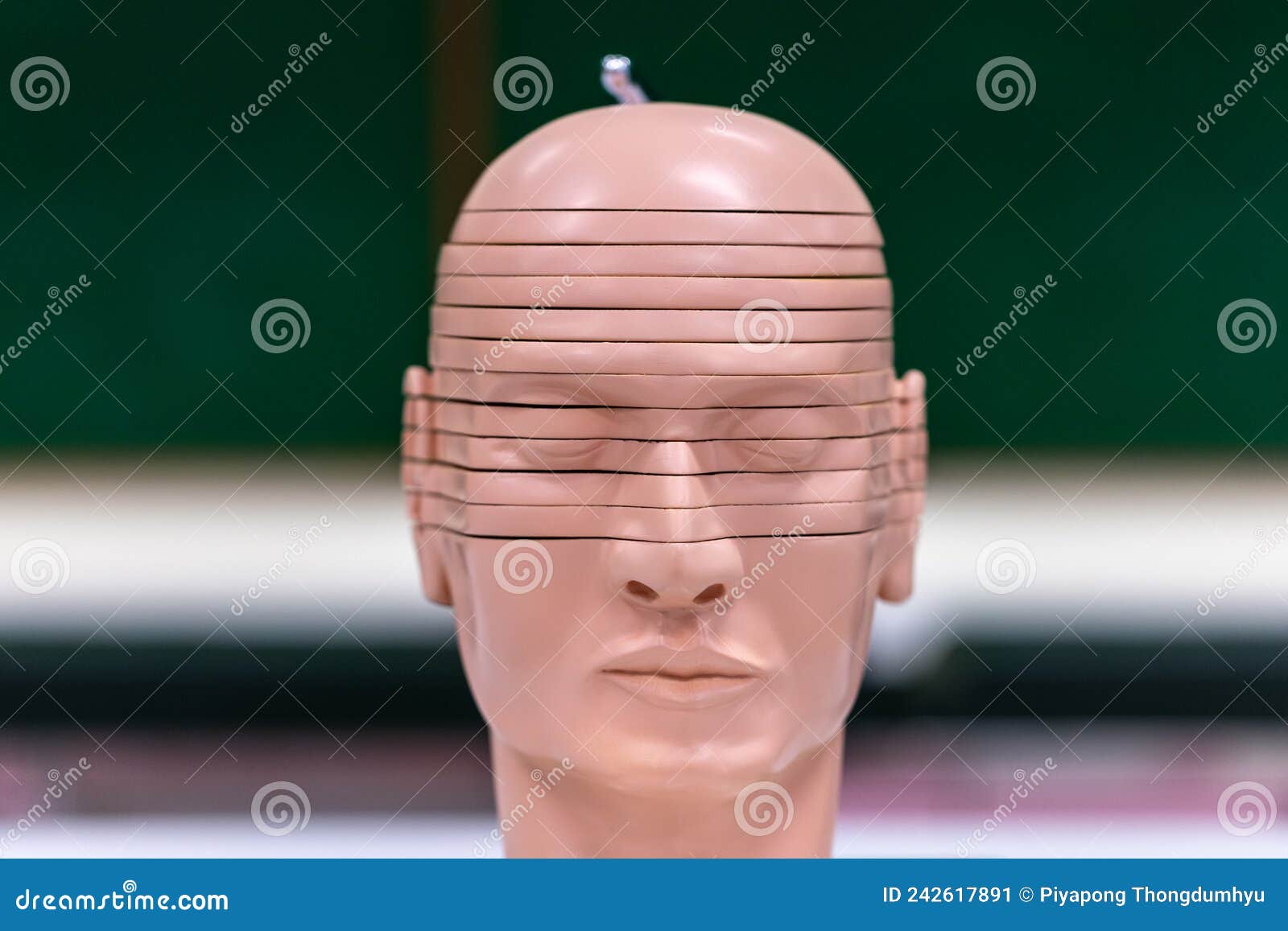 Human Parts Model in Science Lab. Stock Image - Image of body, model ...