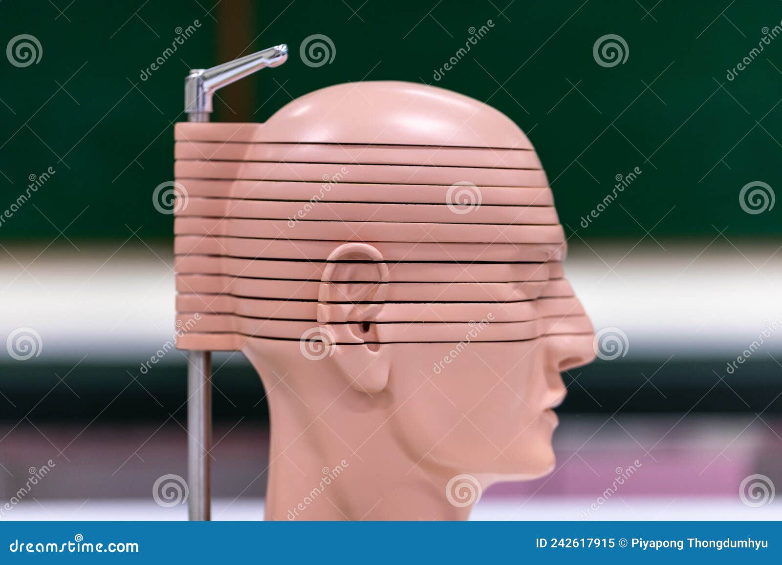 Human Parts Model in Science Lab. Stock Image - Image of closeup ...