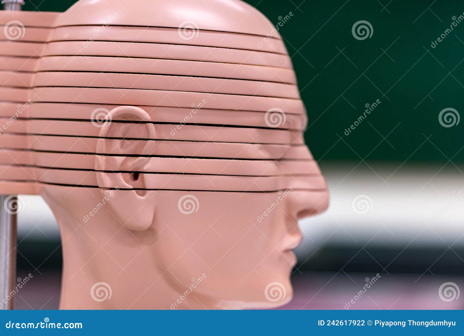 Human Parts Model in Science Lab. Stock Photo - Image of muscle, class ...