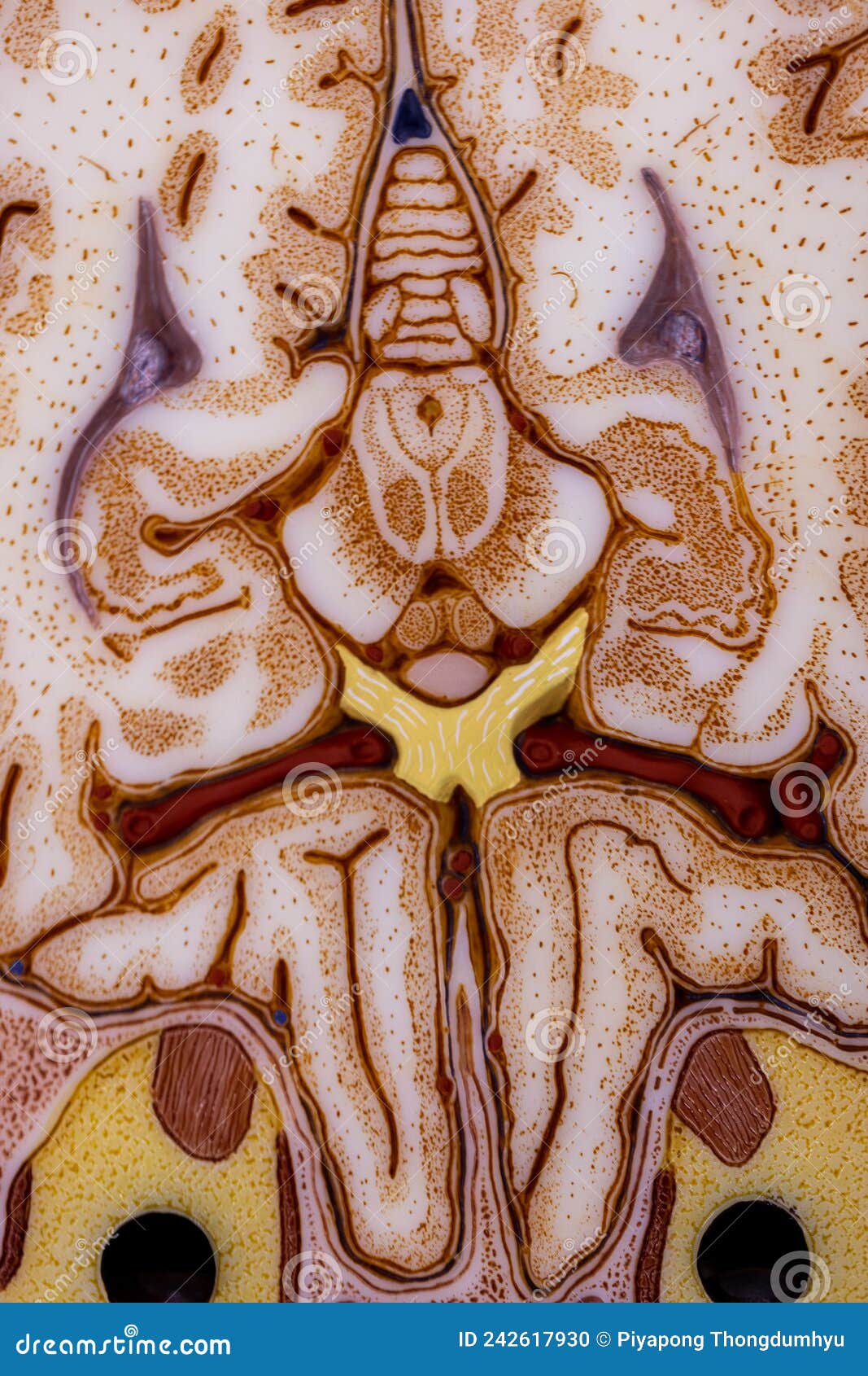 Human Parts Model in Science Lab. Stock Photo - Image of learning ...