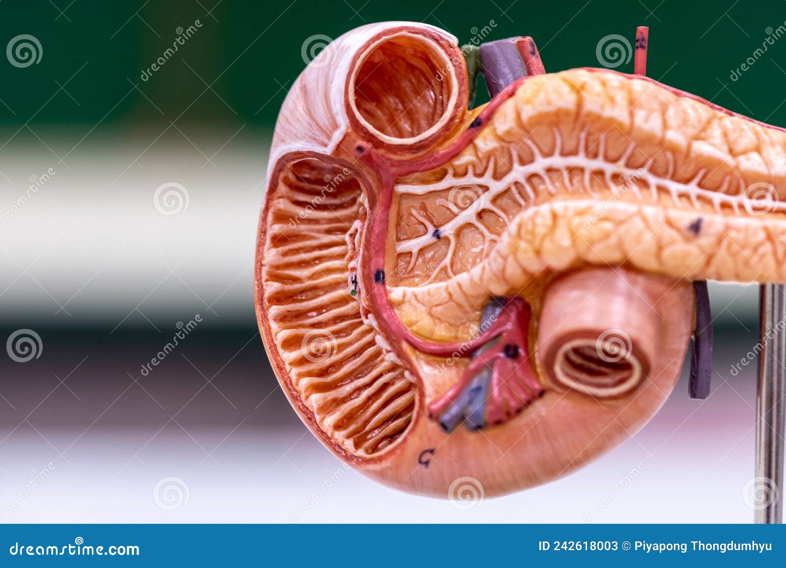 Human Parts Model in Science Lab. Stock Image - Image of head, medicine ...