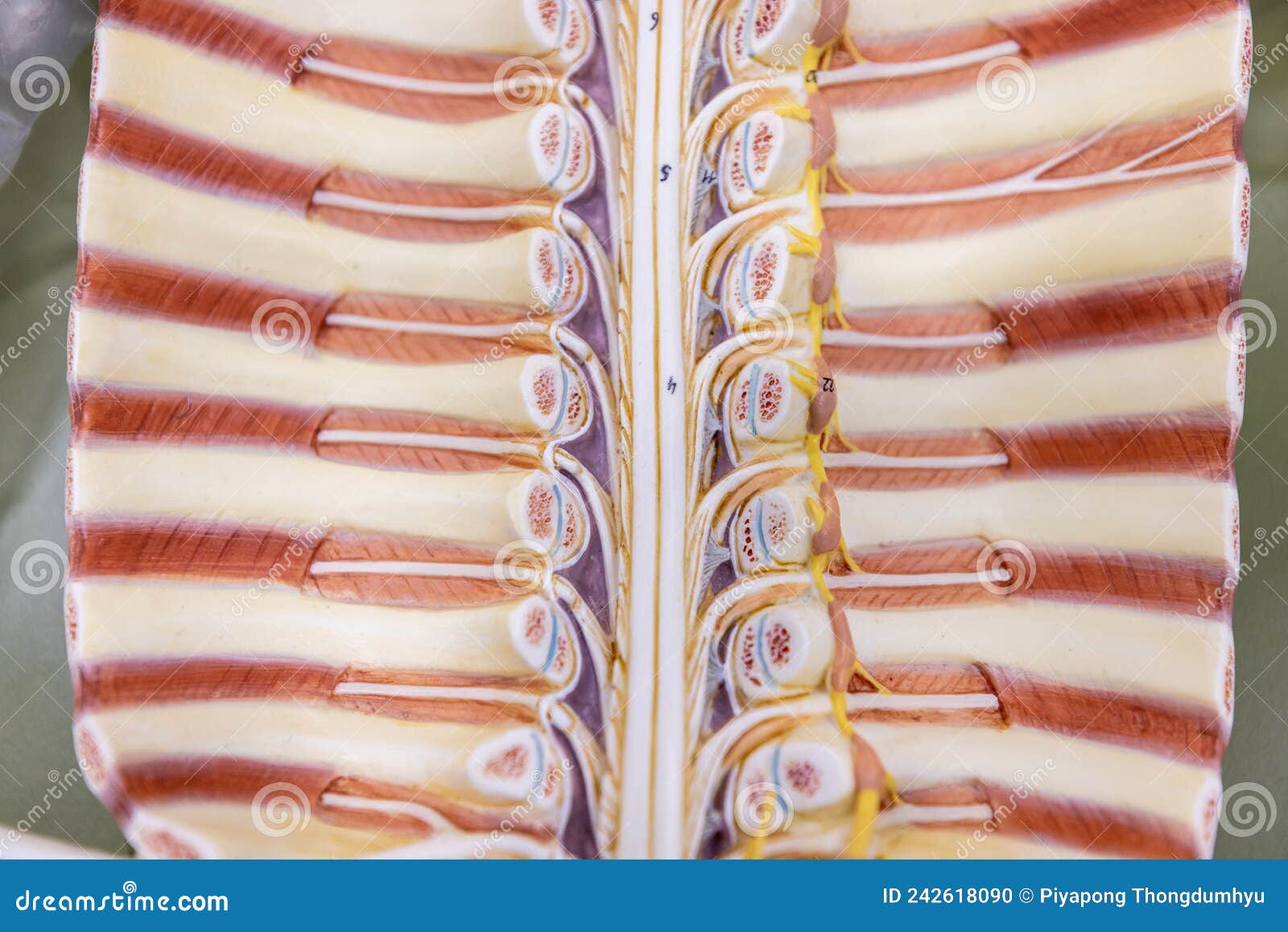 Human Parts Model in Science Lab. Stock Photo - Image of education ...