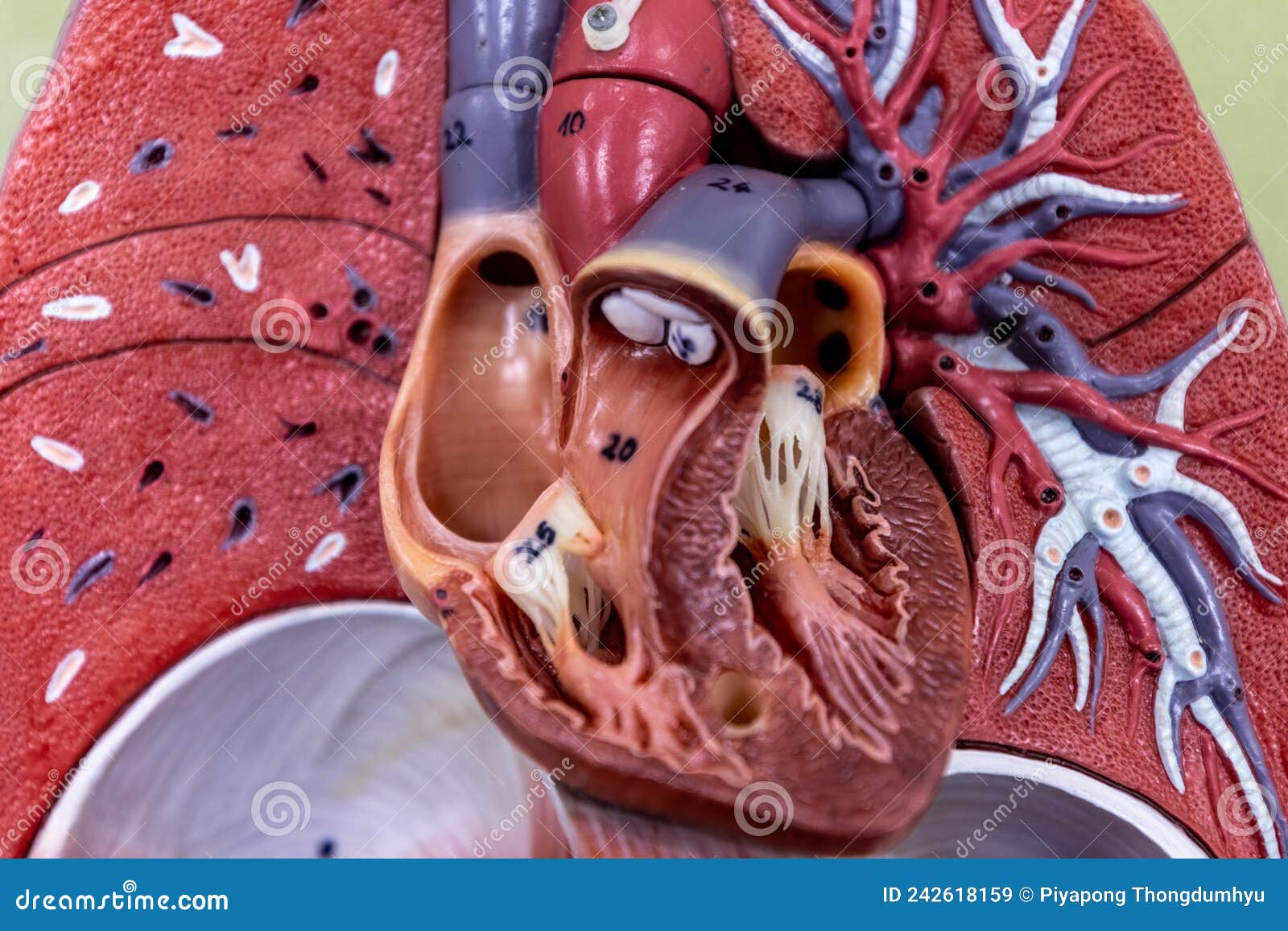 Human Parts Model in Science Lab. Stock Image - Image of education ...