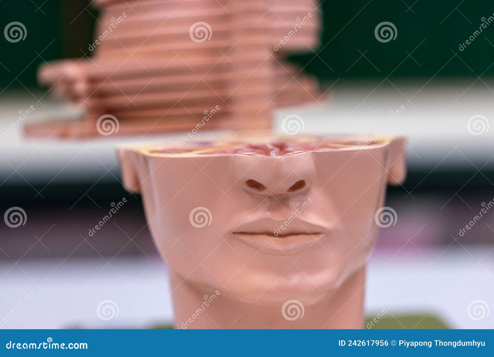 Human Parts Model in Science Lab. Stock Photo - Image of internal ...
