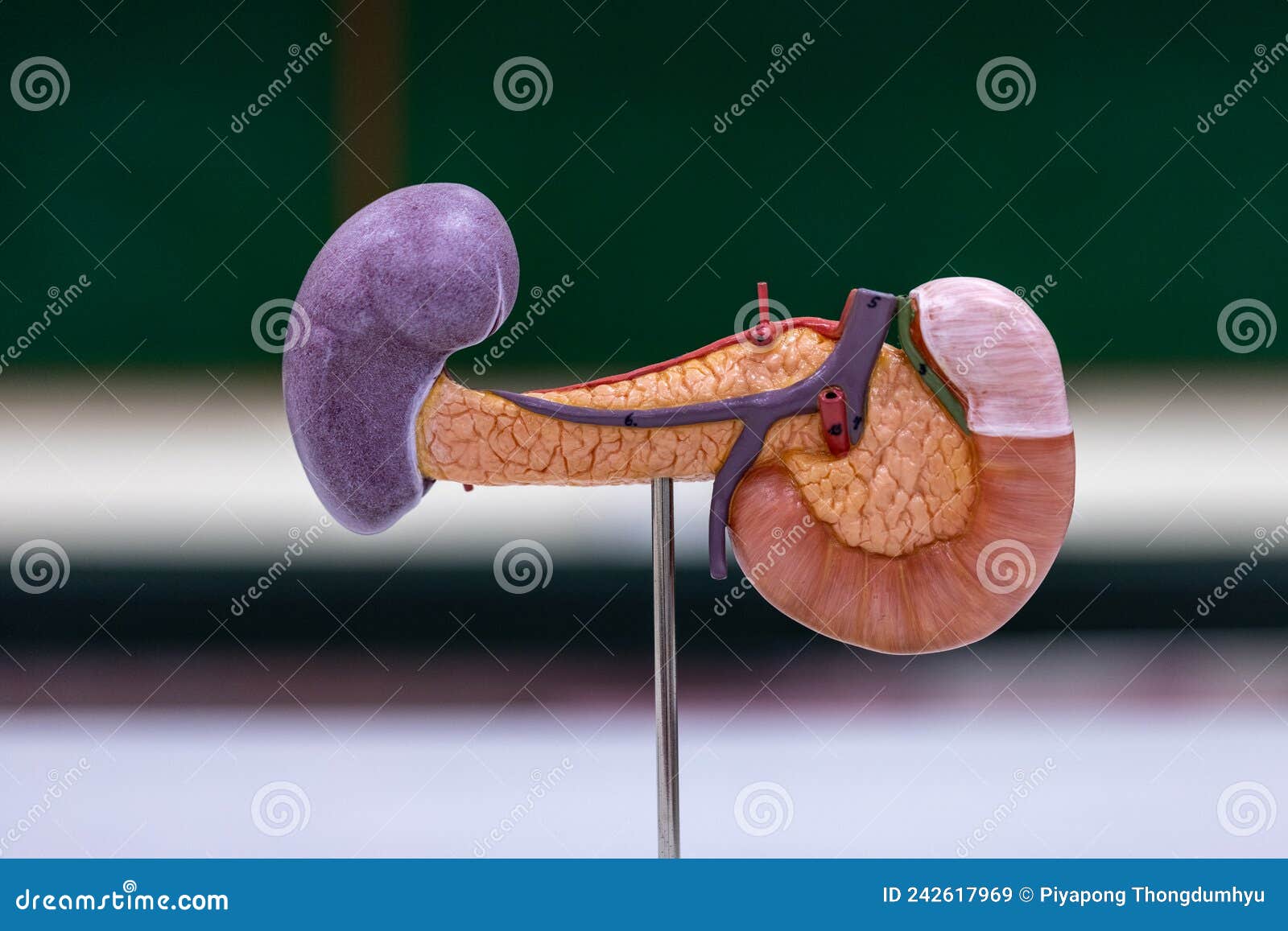 Human Parts Model in Science Lab. Stock Image - Image of disease ...