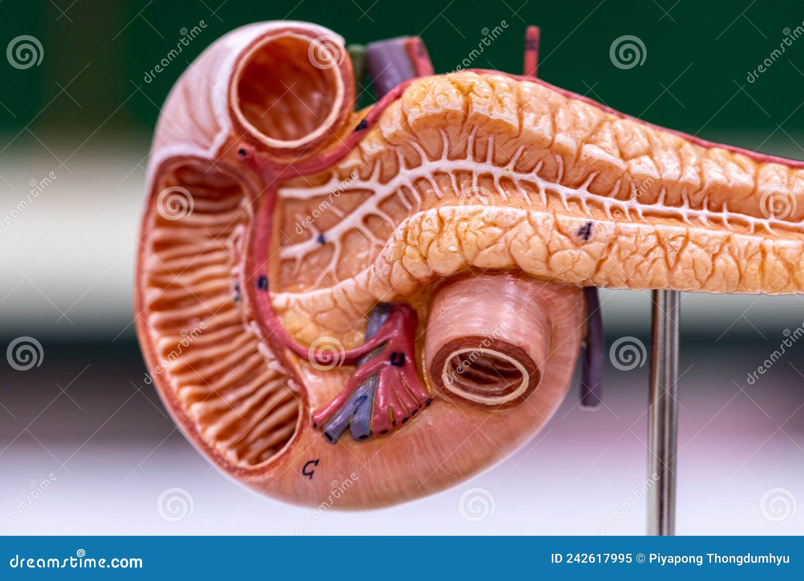 Human Parts Model in Science Lab. Stock Image - Image of anatomy ...