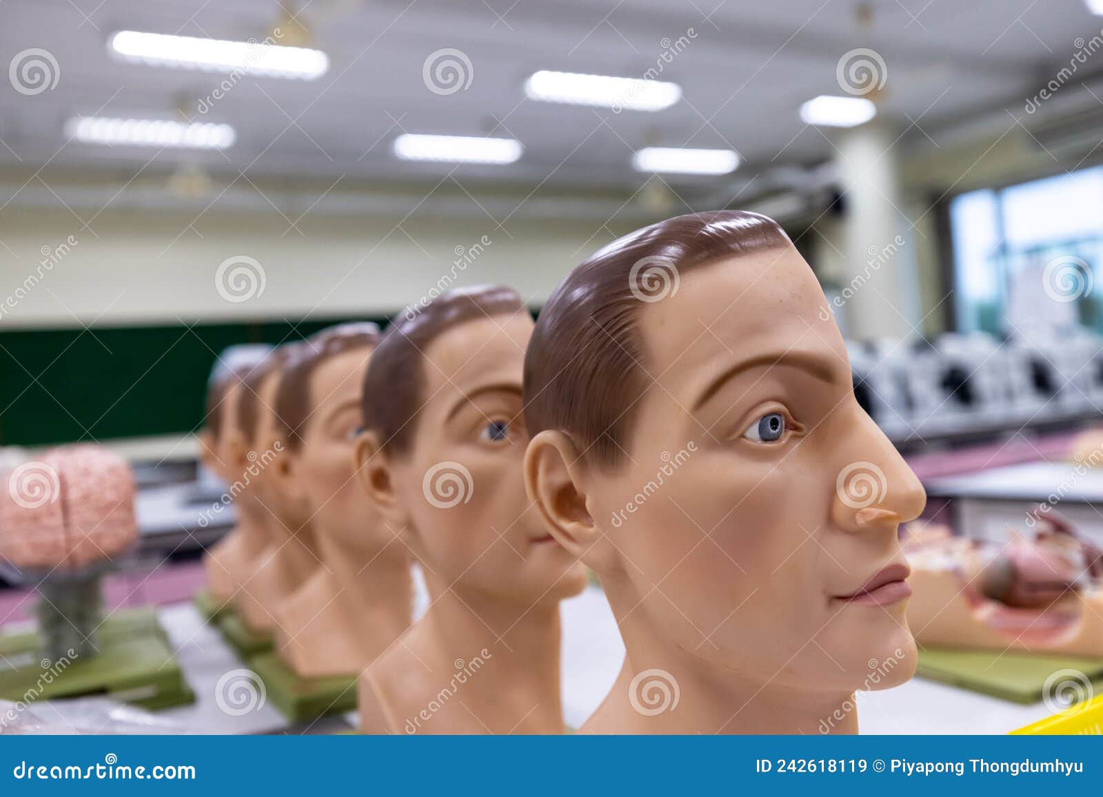 Human Parts Model in Science Lab. Stock Image - Image of closeup ...