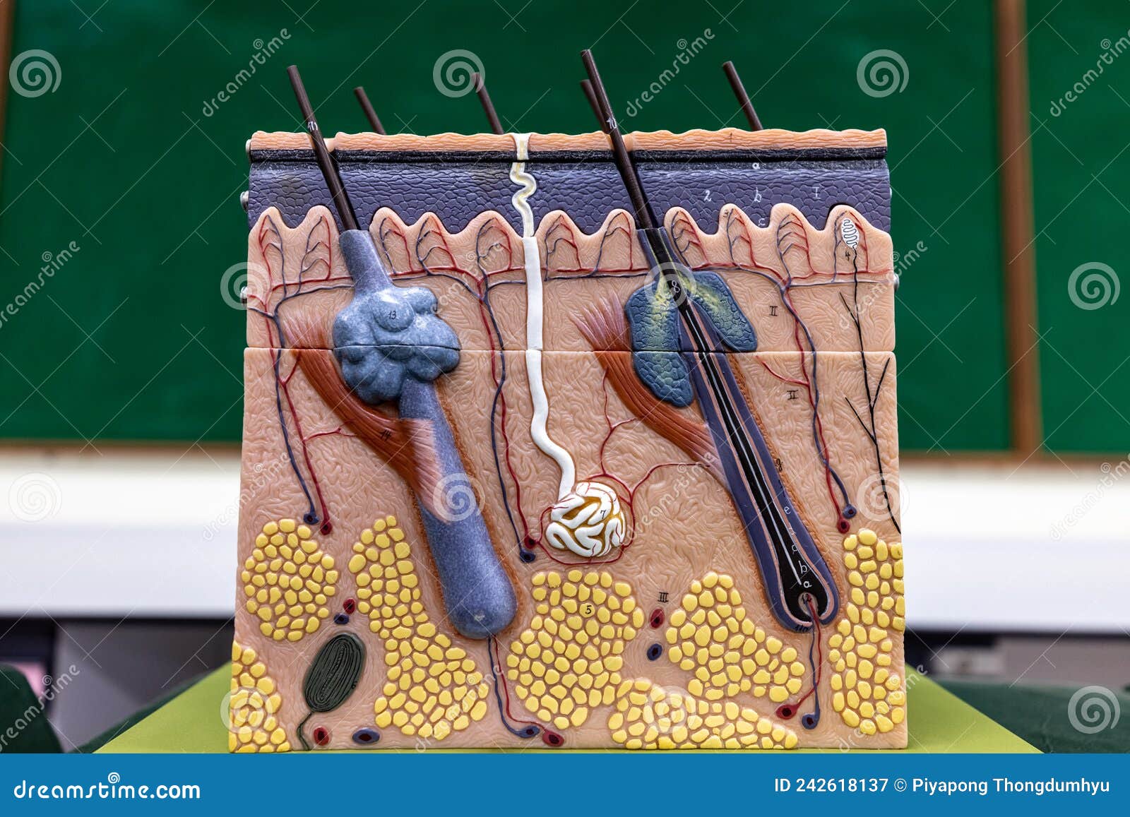 Human Parts Model in Science Lab. Stock Image - Image of muscle ...