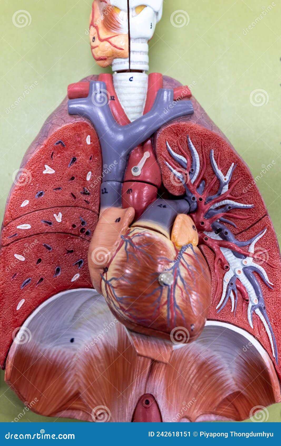 Human Parts Model in Science Lab. Stock Image - Image of disease, body ...