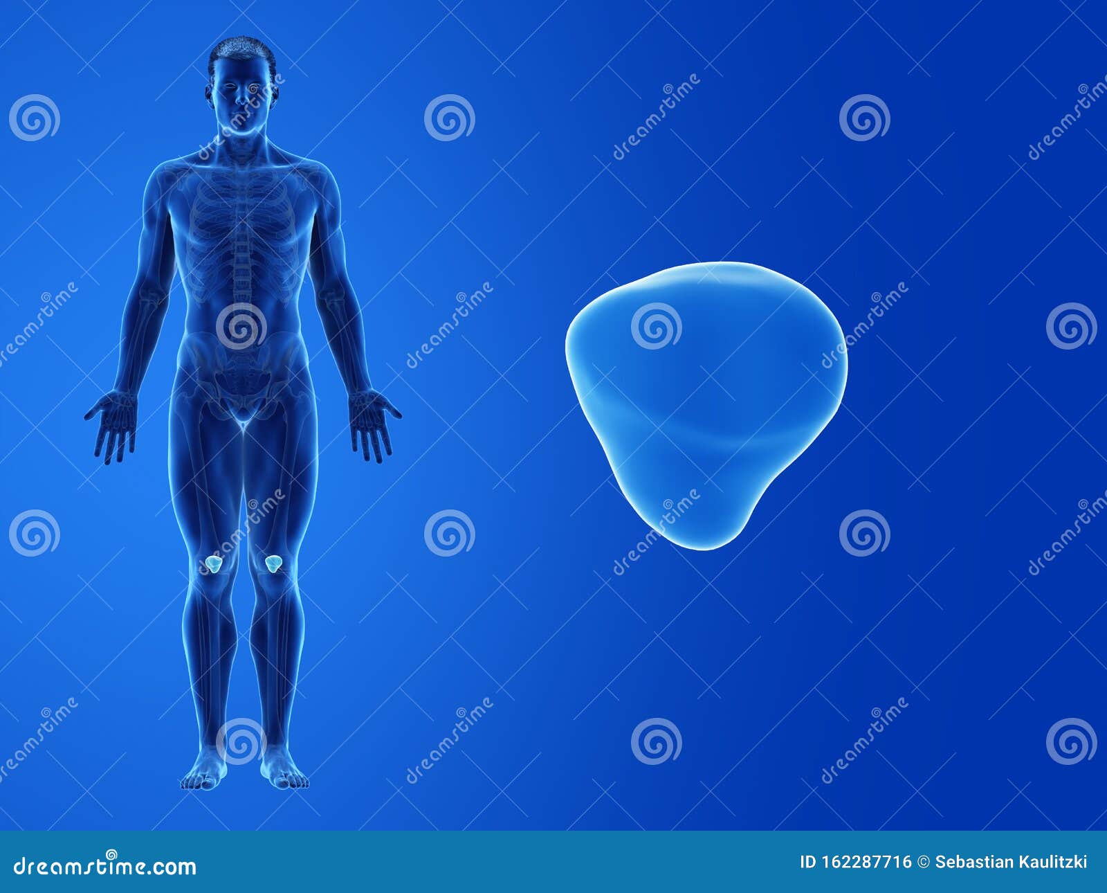 The human patella stock illustration. Illustration of skeleton - 162287716