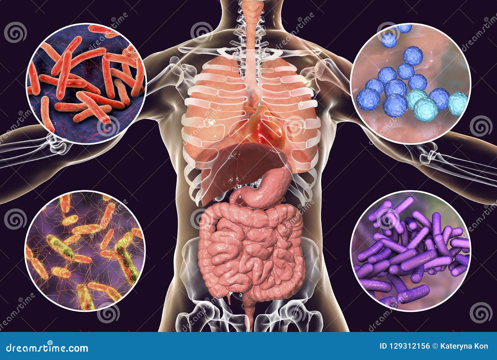 Human Pathogenic Microbes, Respiratory and Enteric Pathogens Stock ...