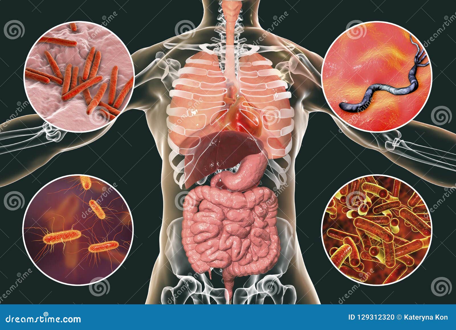 Human Pathogenic Microbes, Respiratory and Enteric Pathogens Stock ...